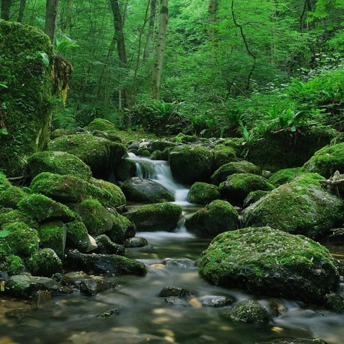 Stream Mountain Stream In Green Forest - Relaxing River Sounds, Nature ...