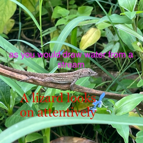 Stream A Lizard Looks On Inquisitively by as you would draw water from ...