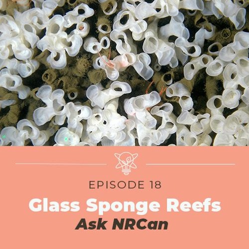 Stream episode Discovering Glass Sponge Reefs (Ask NRCan) by Simply ...