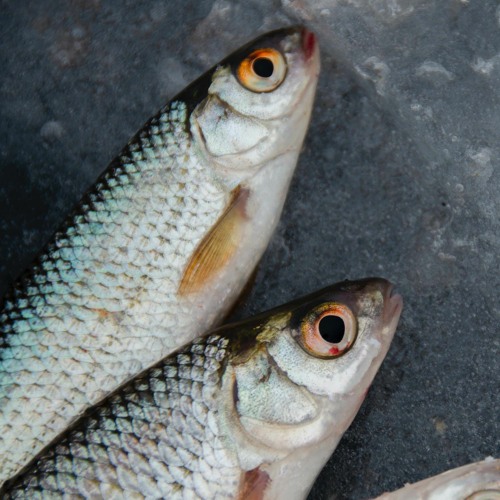 Stream episode The song of Harry Winter's fish by Culture Vannin ...