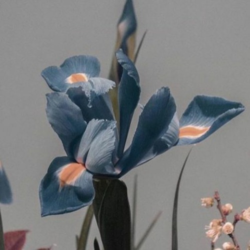 Stream Miniska | Listen to Feuille de Menthe playlist online for free ...