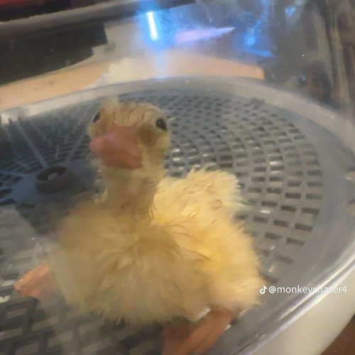 Stream TU TU TU.wav by The J Duck | Listen online for free on SoundCloud