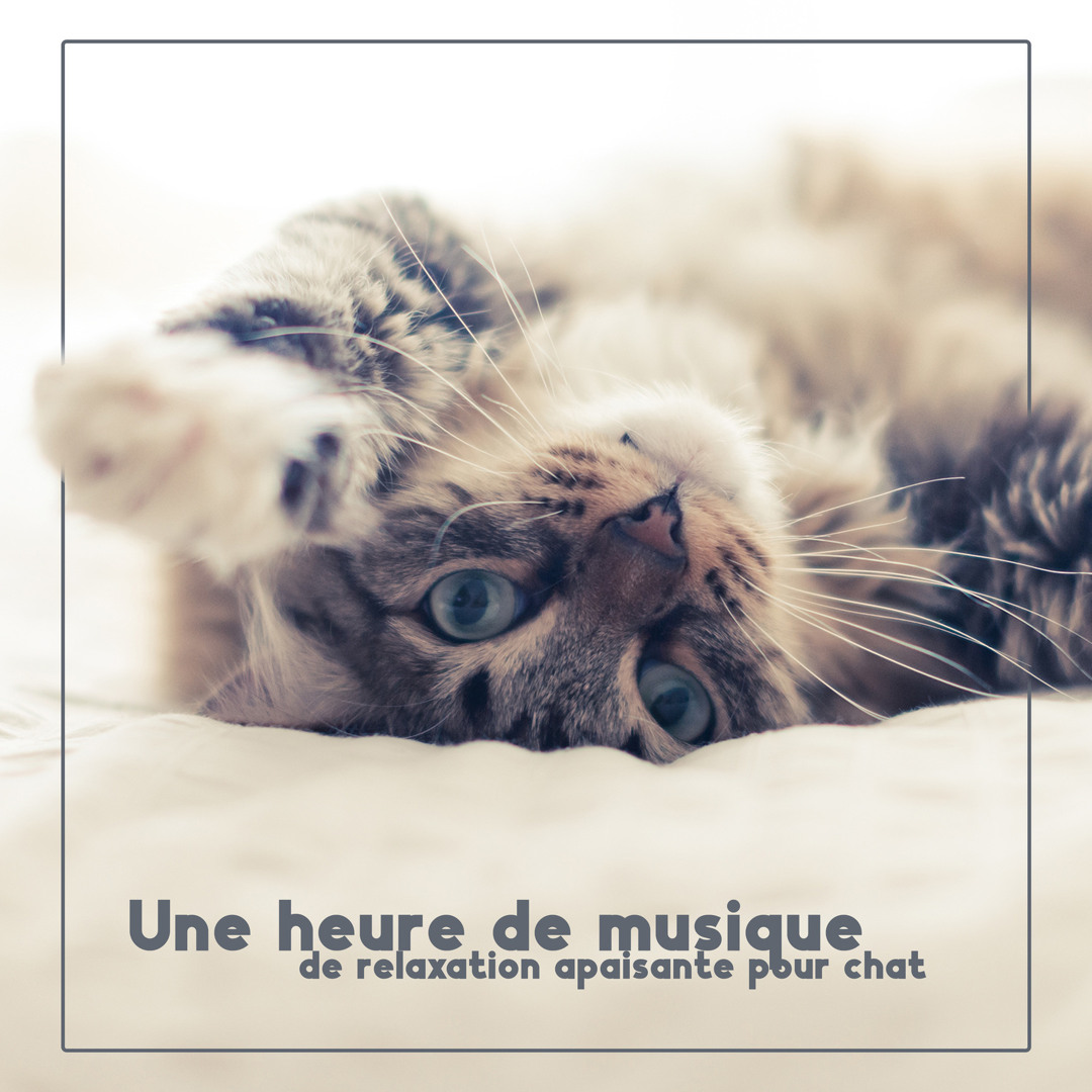 Stream Détente Chat Zone | Listen to Une heure de musique de relaxation ...