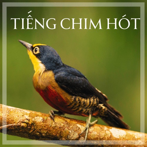 Stream Chim hót by BS Âm thanh của thiên nhiên | Listen online for free ...