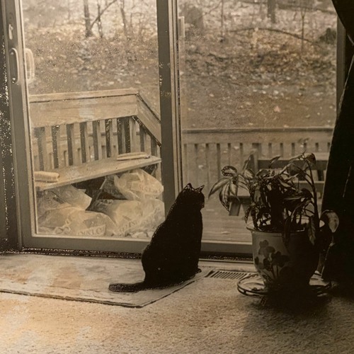 Stream Crickets At Mom's House by Abe Finkelstein | Listen online for ...