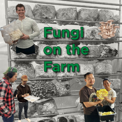 Stream Episode 6 - Fungi on the Farm by Small Farms Radio | Listen ...