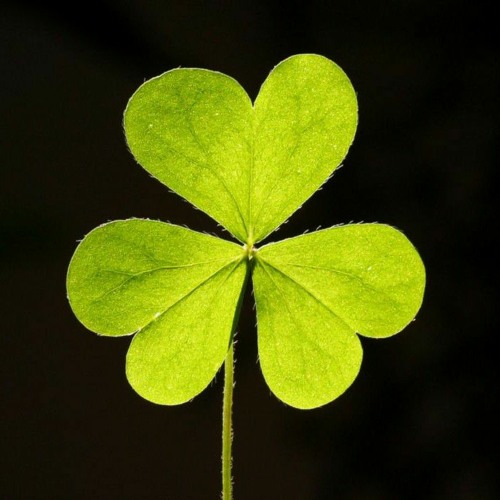 Stream Leprechaun by Justin Sundstrom | Listen online for free on ...