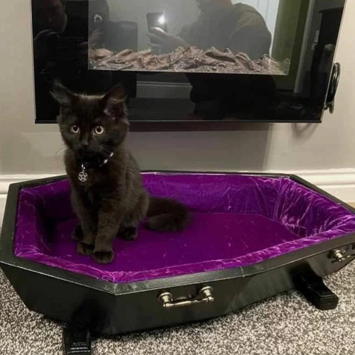 Stream PlayBoi Carti-Type Shi (unreleased) by bananaaclip | Listen ...