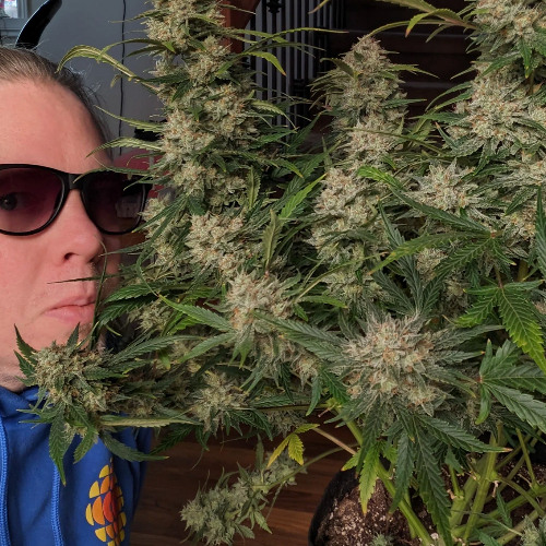 Stream Real Dope (Song Wars) by Sypreal | Listen online for free on ...