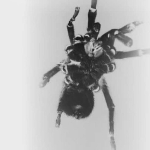 Stream God Is A Spider by Ryan Vera | Listen online for free on SoundCloud