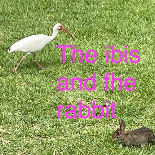 Stream as you would draw water from a stream | Listen to The ibis and ...