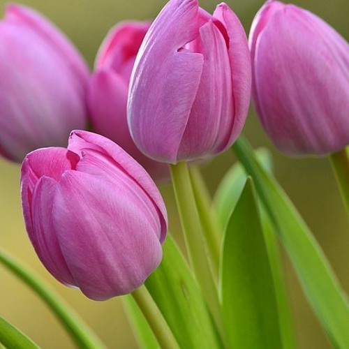 Stream Bhutanese Song -Jowai Lam Mathong -Tempa Rinchen (with English ...