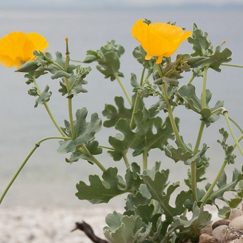 Stream Sea Poppies (2017) by Max Vinetz | Listen online for free on ...