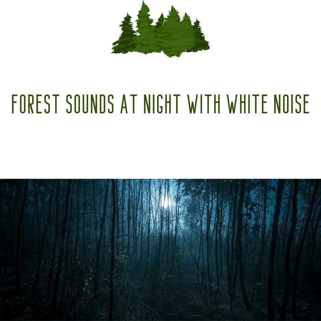 Stream Forest at Night Sounds | Listen to Forest Sounds at Night with ...