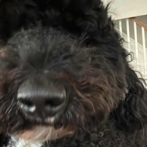 Stream doko - no witness *snippet* (prod. novastackz, blxkwing ...