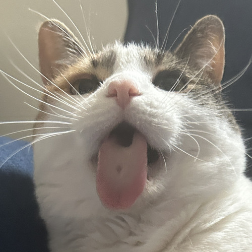 Stream Deltarune - YOUR BEST JESTER + Discharge (Omega Jevil) by SWITCH ...