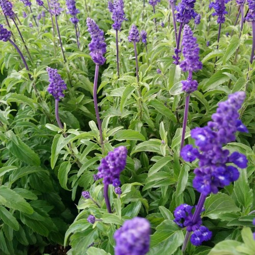 Stream Harvest song《祈禱豐收之歌》 by Ting Chuan Chen | Listen online for free ...