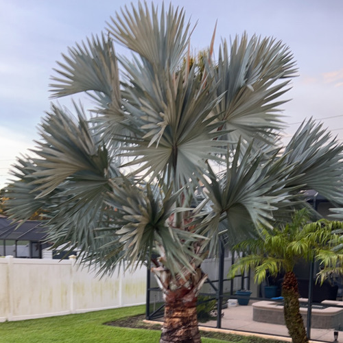 Stream Littl3 G!ock - In My Mind 2 (Ft) Little Ak by Juicy.K.! (@Little ...