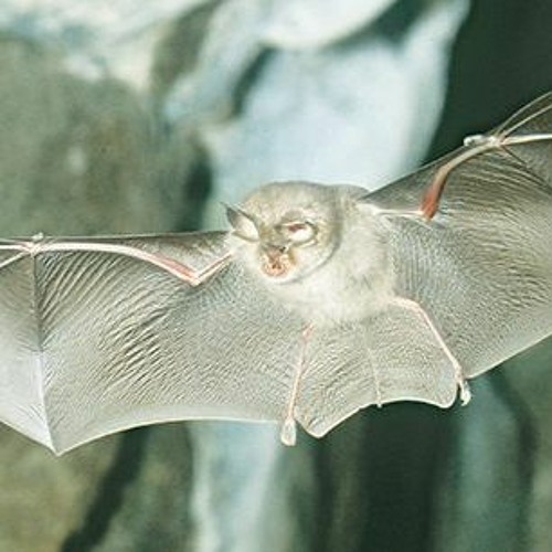 Stream episode Aristobats: the Lesser Horseshoe Bats of Moore Hall ...