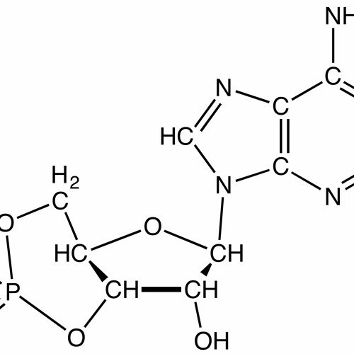 Cyclic Amp Structure