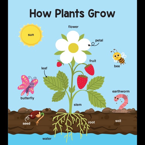 Stream episode 05 - How Plants Grow by MISbook podcast | Listen online ...