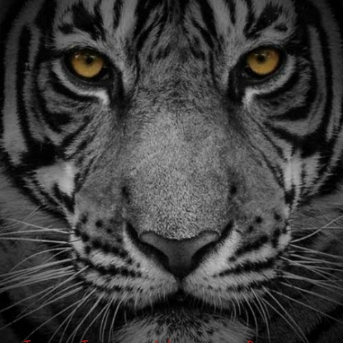 Stream TigerTiger _ "William Blake "_ TR1PLE%G. by TR1PLE%G [OFFICAL] | Listen online for free ...