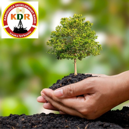 Stream episode KDR FM-UGANDA- ENVIRONMENT AND AFFORESTATION by CREAM ...