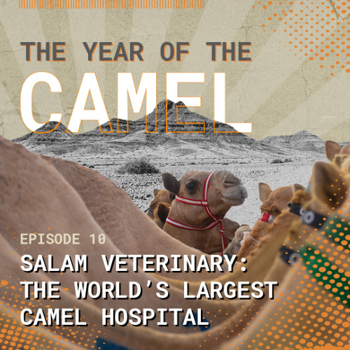 Stream episode The Year of the Camel: Salam Veterinary: the world’s ...