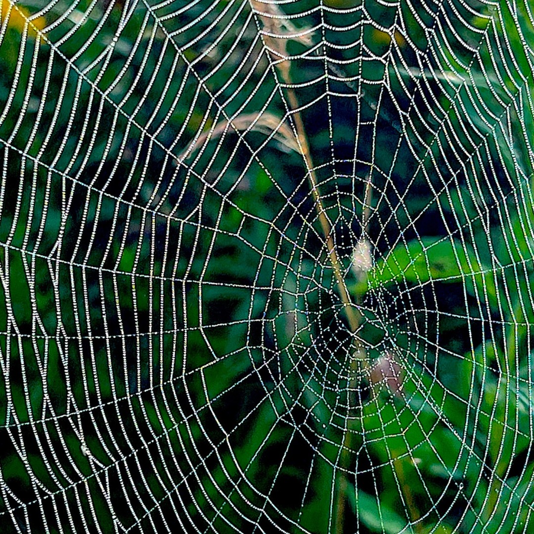 Stream Episode 260 - The Magic Of Spider Webs by The Natural Curiosity ...
