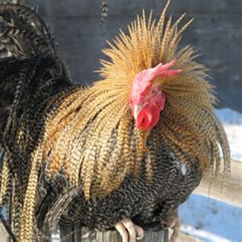 Stream Raising Hackles by Larry Collen | Listen online for free on ...