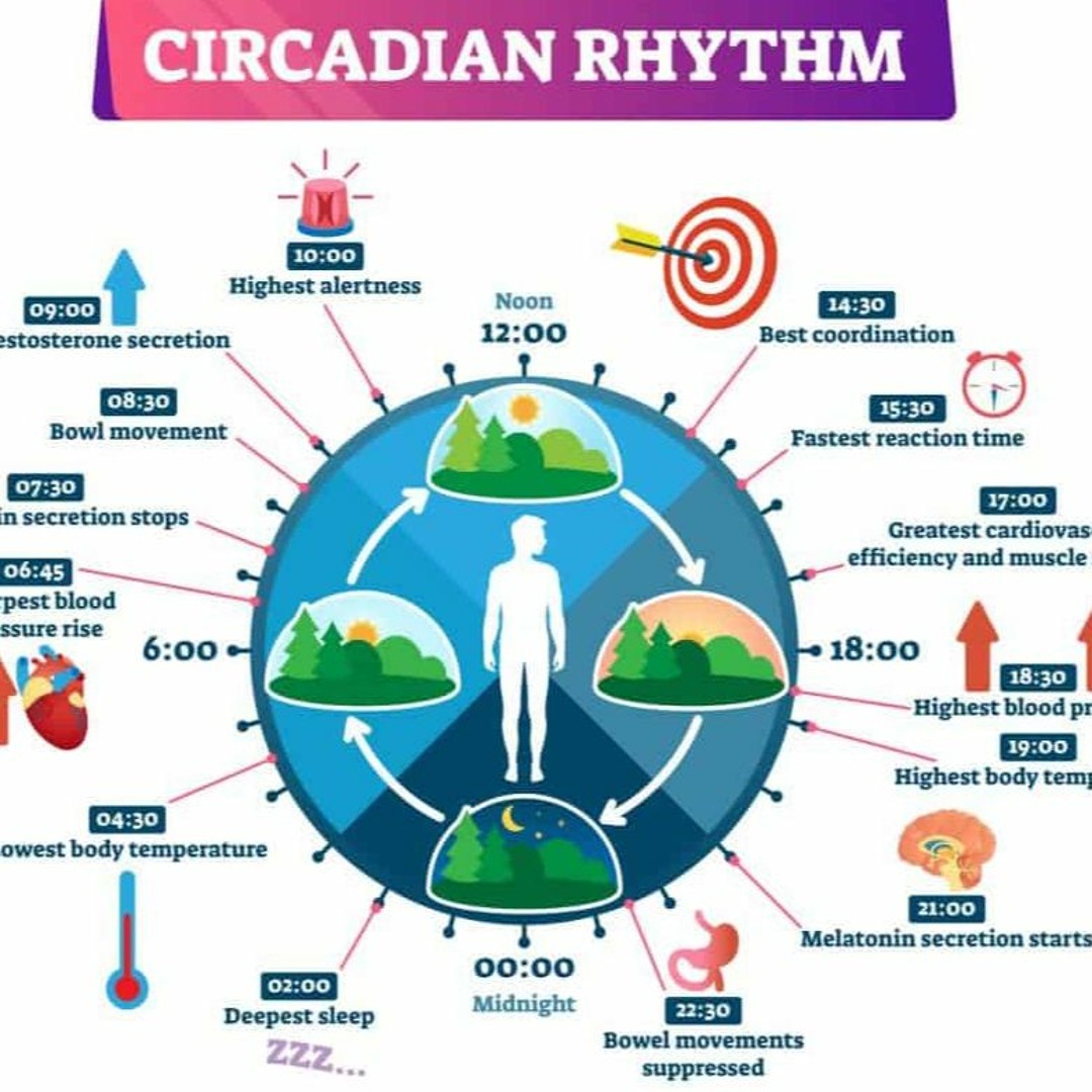 Stream Circadian Rhythm - Minimal Man (Original) by Circadian Rhythm ...