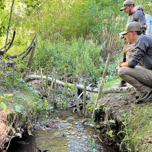 Stream Crowley Creek BDA Project by The Nevada Department of Wildlife's ...