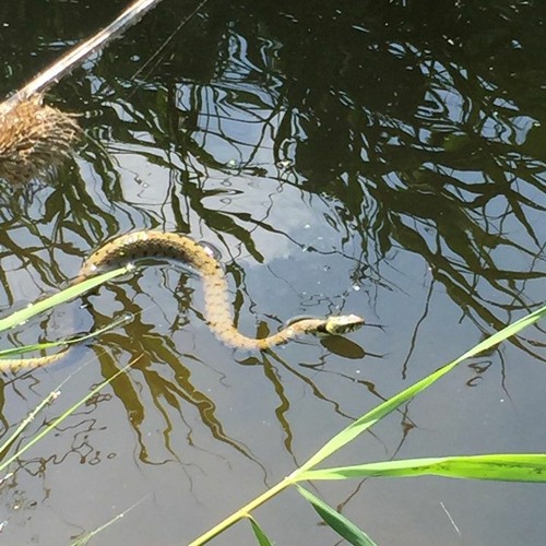 Stream Grass Snake Ditch by Jack Greenhalgh | Listen online for free on ...