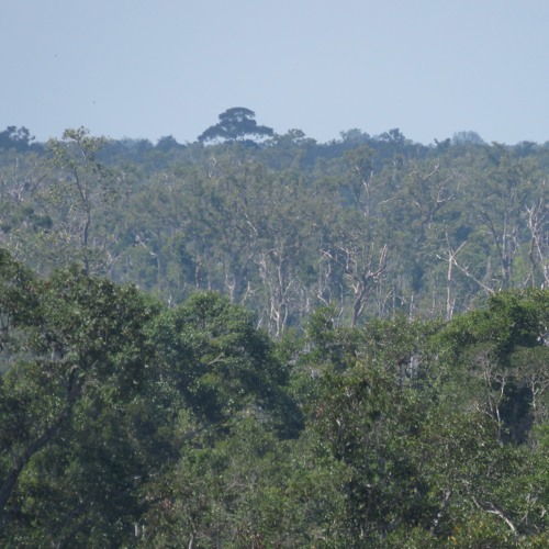 Stream Hylobates Mulleri - Sebangua Nature Park, Borneo Nature ...