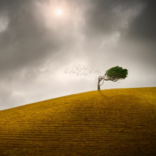 Stream Upon the Mountain Stands a Tree: The Secret Elixir of Eternal ...