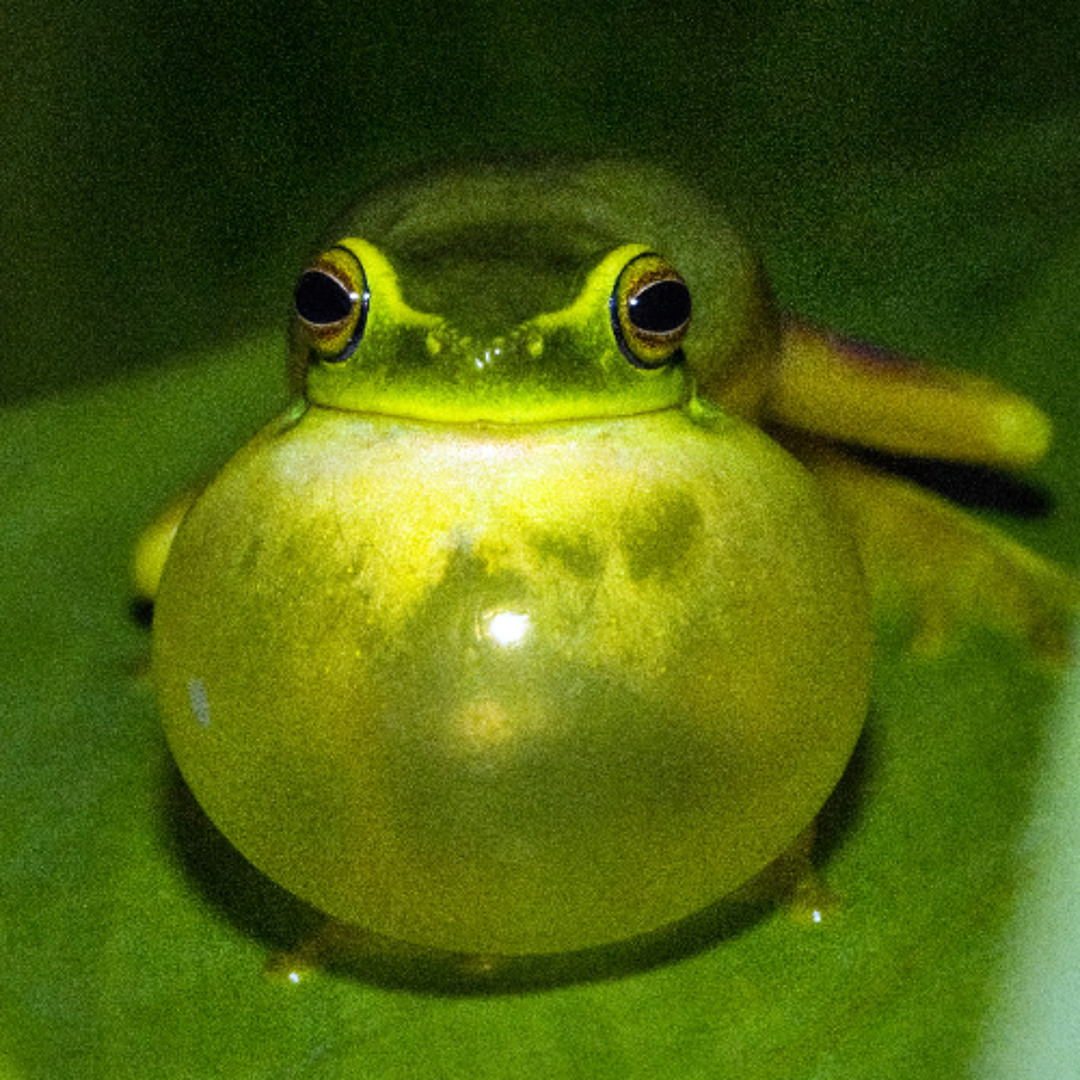 Stream pacific tree frog 2025 february field recording free to use by ...