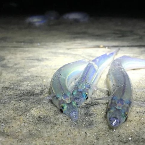 Stream Grunion Run 2024 Schedule for California - Best Beaches List, Bag Limits and Tips by ...