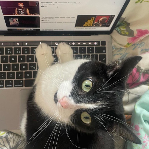 Stream ceilings - lizzy mcalpine (cover) by alice guen | Listen online ...