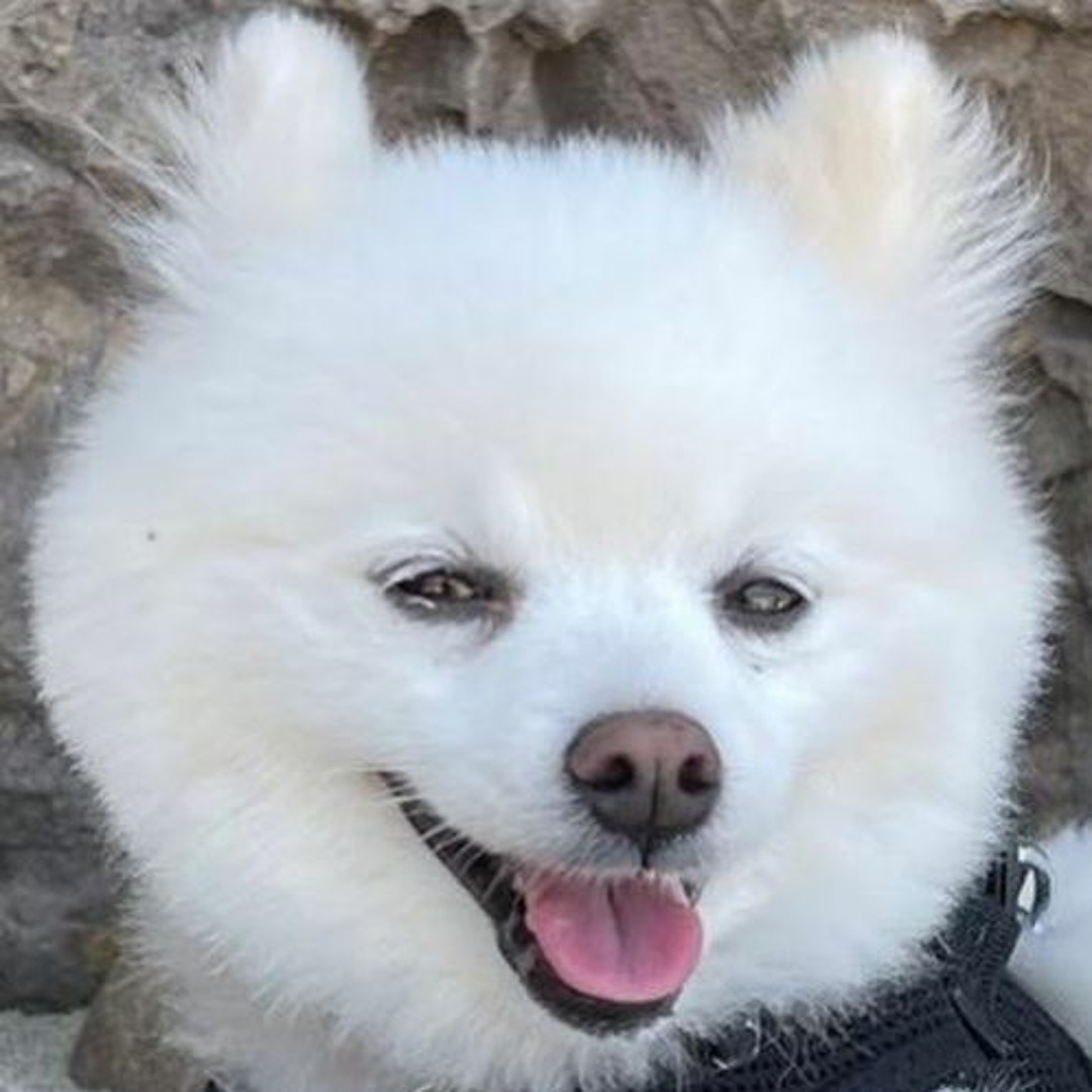 Stream lil hank | Listen to EDM'S LAST HOPE 4 (loading...) playlist ...