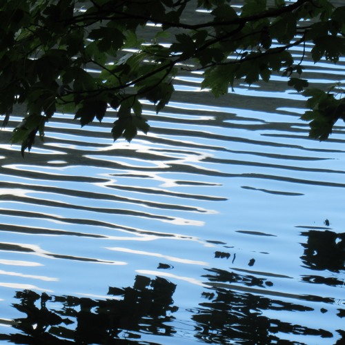 Stream Underwater Wonderscapes aka Swarm of Fish (witten by Frederic ...