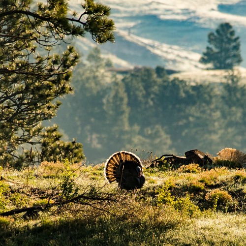 Stream Panhandle Afield: North American Model of Wildlife Conservation ...