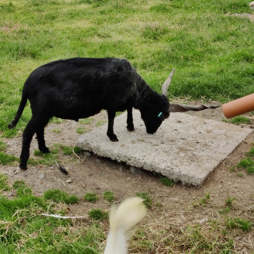 Stream Stairs Below by Dawn Mathieson | Listen online for free on ...