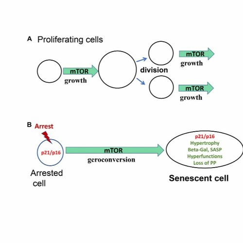 Stream episode Cellular Senescence: When Growth Stimulation Meets Cell ...