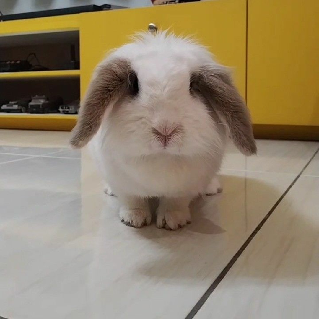 Stream y2mate.com - SB19 GENTO Lyrics 1hour Lyrics.mp3 by Nohely Conde ...