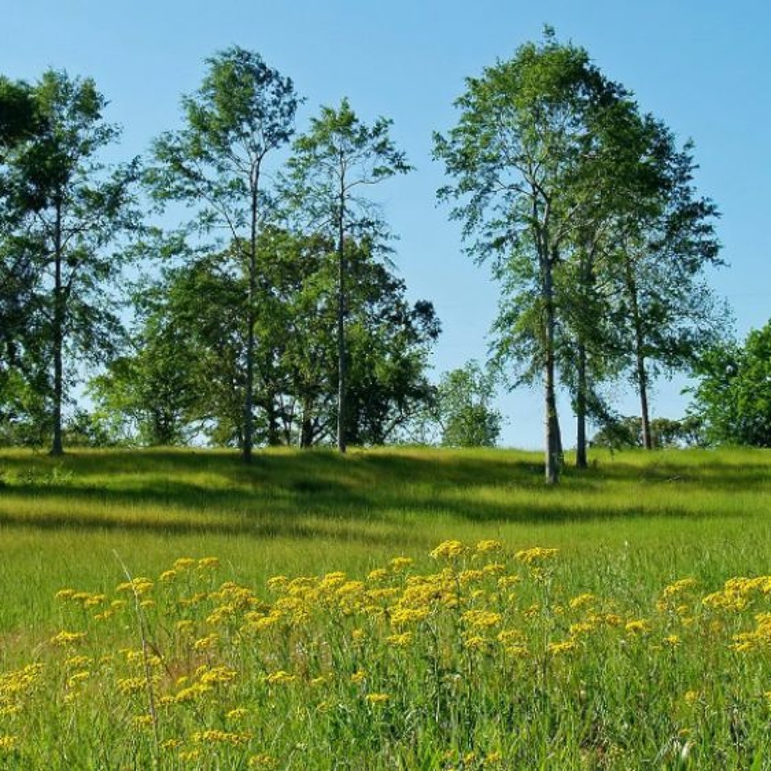 Stream Atardecer | Listen to 2-Hour uplifting background music (FREE ...