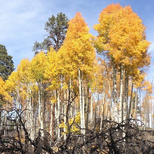 Stream Sparta Trees V2 Base by CharlieDM | Listen online for free on ...