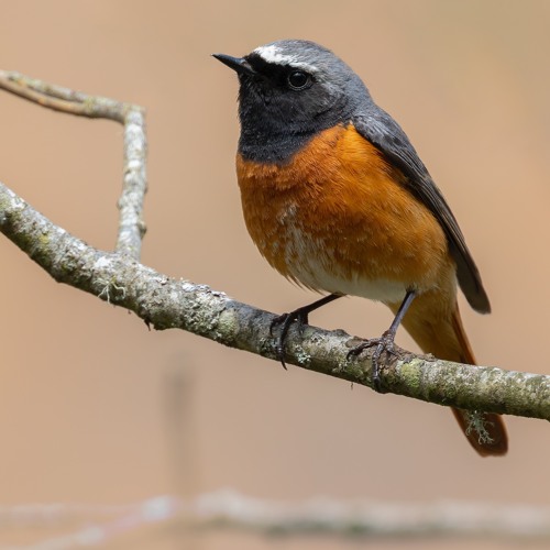 Stream Redstart Song Mono - MixPre - 4045 by Gavin Vella | Listen ...