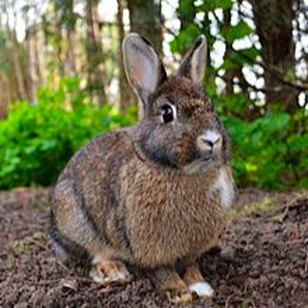 Stream Alf42red-Mauiwowi-for-rabbits by SCP-178-1 if it didn't exist ...