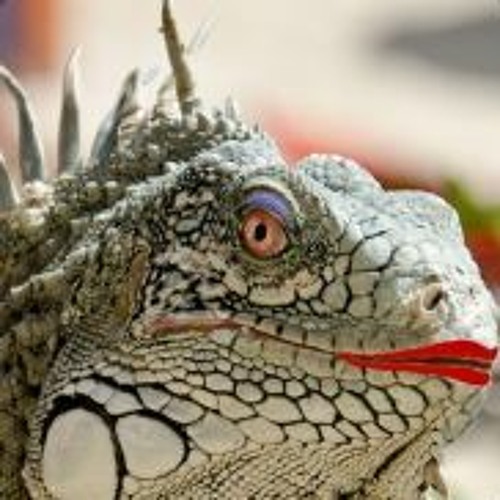 Stream Lizard Lips by Golden Ponyboy | Listen online for free on SoundCloud