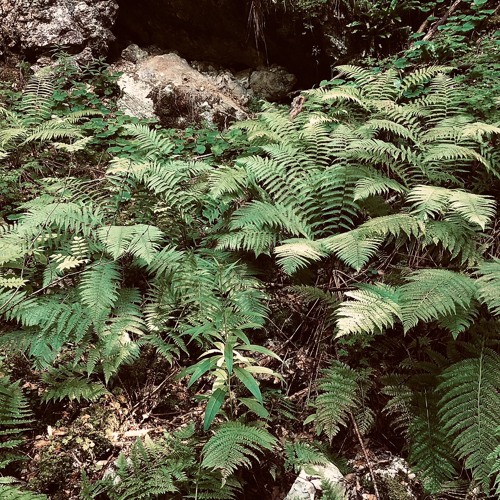 Stream Juracall 1.2 "Selva & Farn." by Jurassic Ambient Records ...